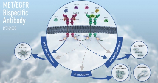 종근당 - EGFR/c-Met 이중항체 'CKD-702'에 대한 기대 : 네이버 블로그