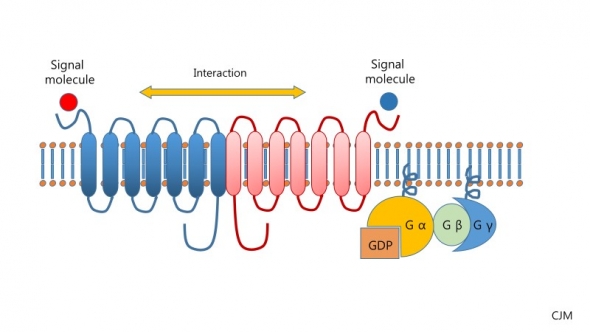 GPCR, '신약 재창출' 전략 통해 개발기간 획기적 단축 : 네이버 블로그