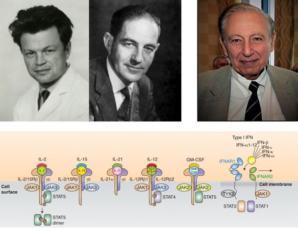 [남궁석의 신약연구史]사이토카인의 발견, 부활하기까지 : 네이버 블로그
